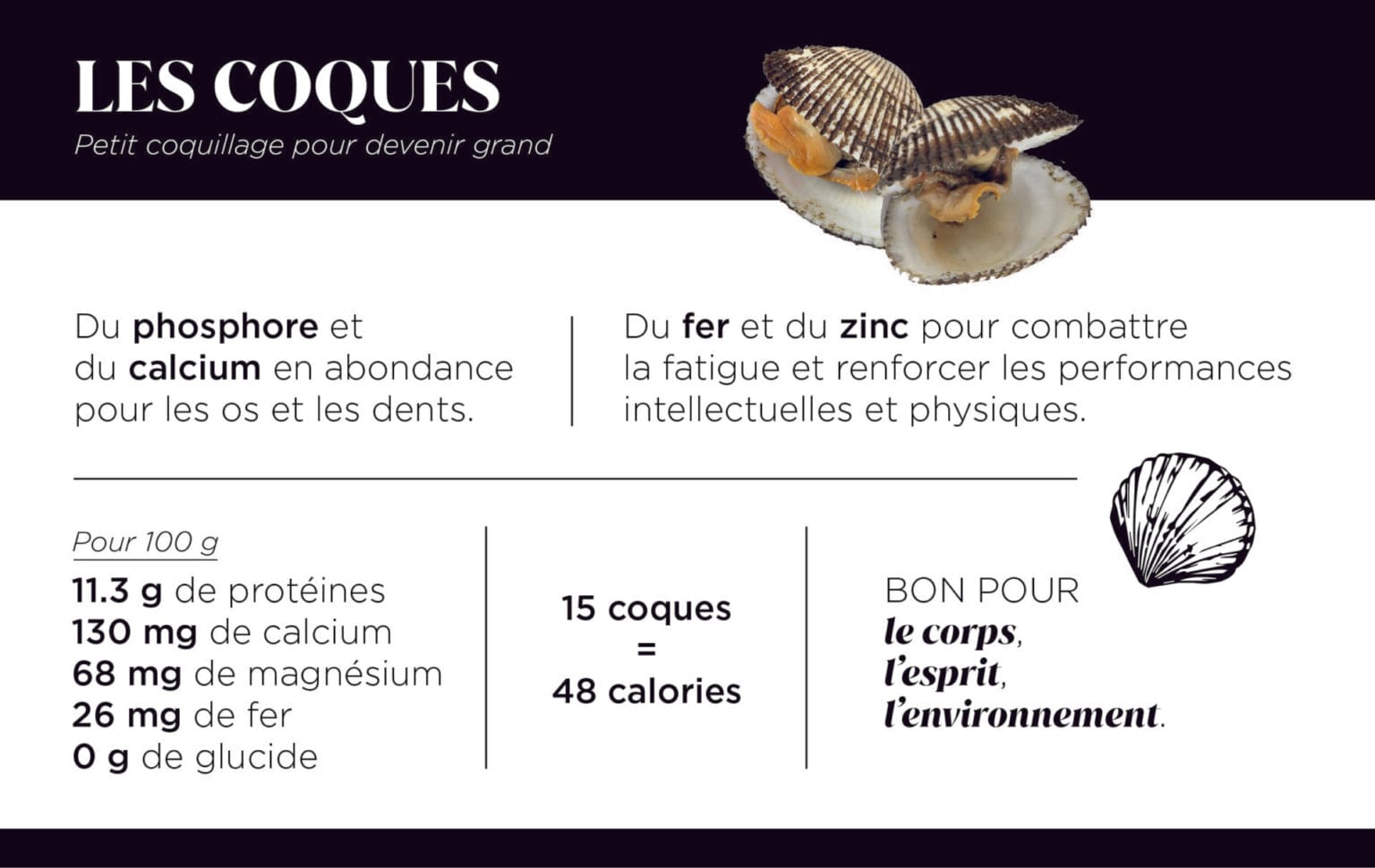 La coque - Tout connaitre sur ce fruit de mer