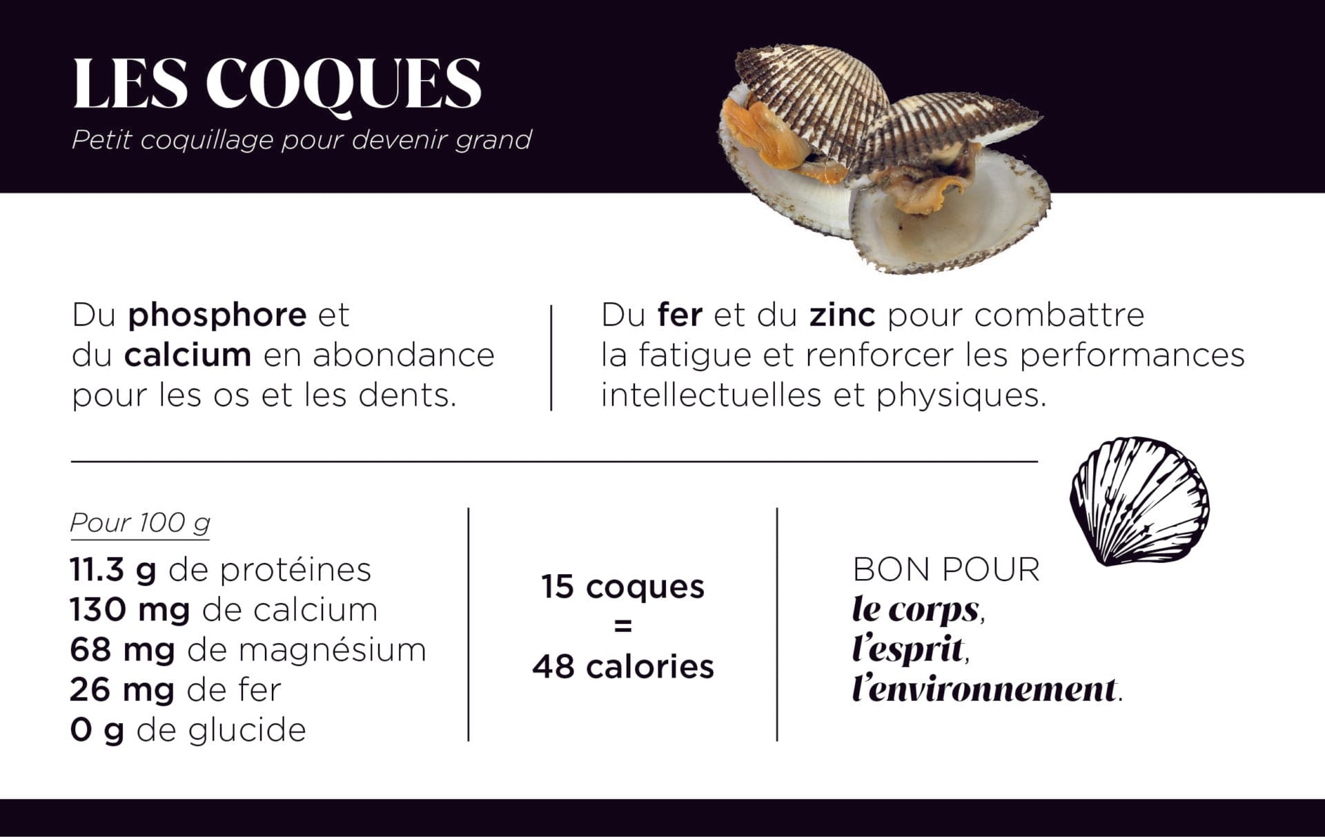 La coque - Tout connaitre sur ce fruit de mer